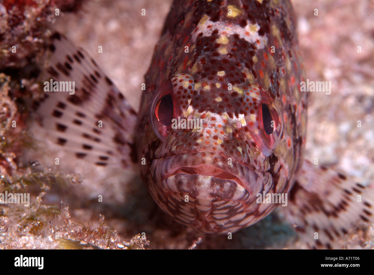 Marine grouper eyes hi-res stock photography and images - Alamy