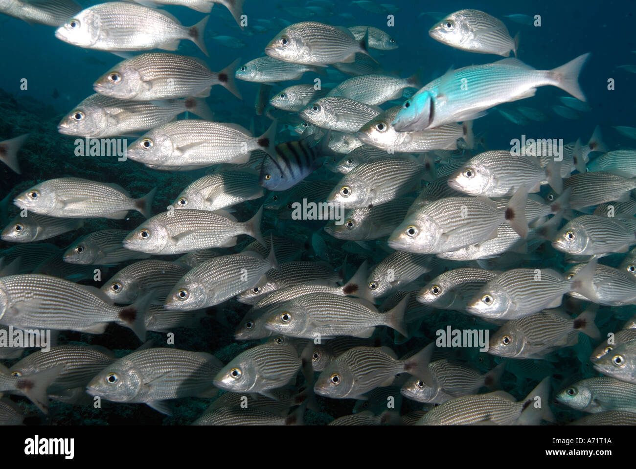 Spottail hi-res stock photography and images - Alamy