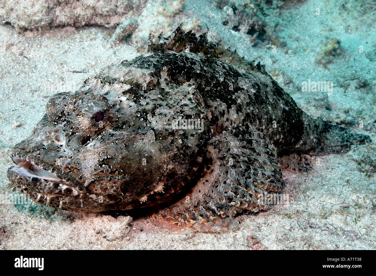 Stone scorpionfish laying on the sand in the Sea of Cortez Stock Photo ...