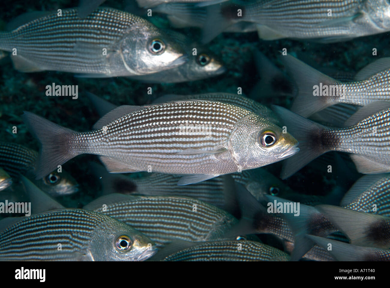 Spottail hi-res stock photography and images - Alamy