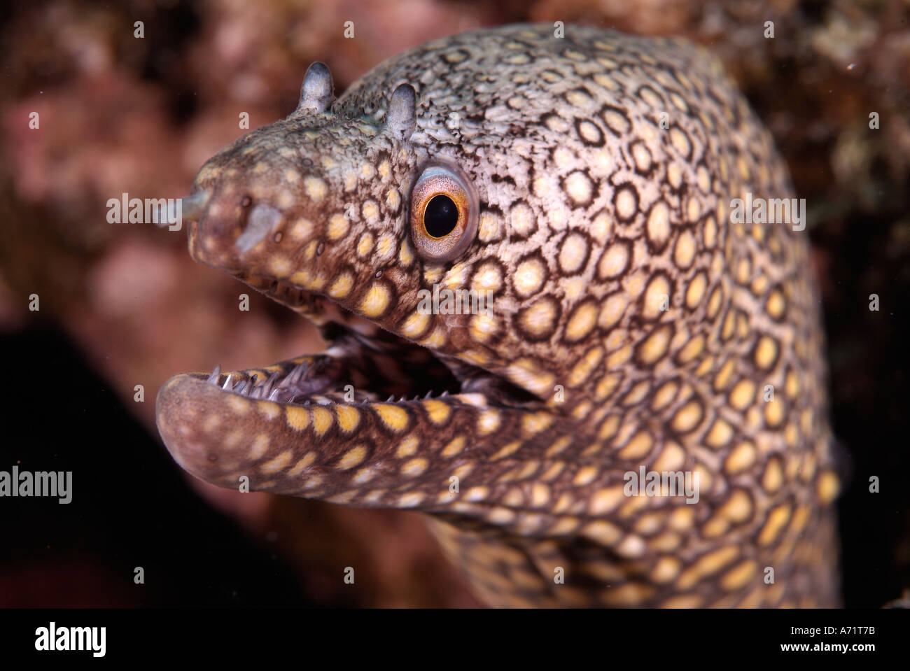 Jewel of moray hi-res stock photography and images - Alamy