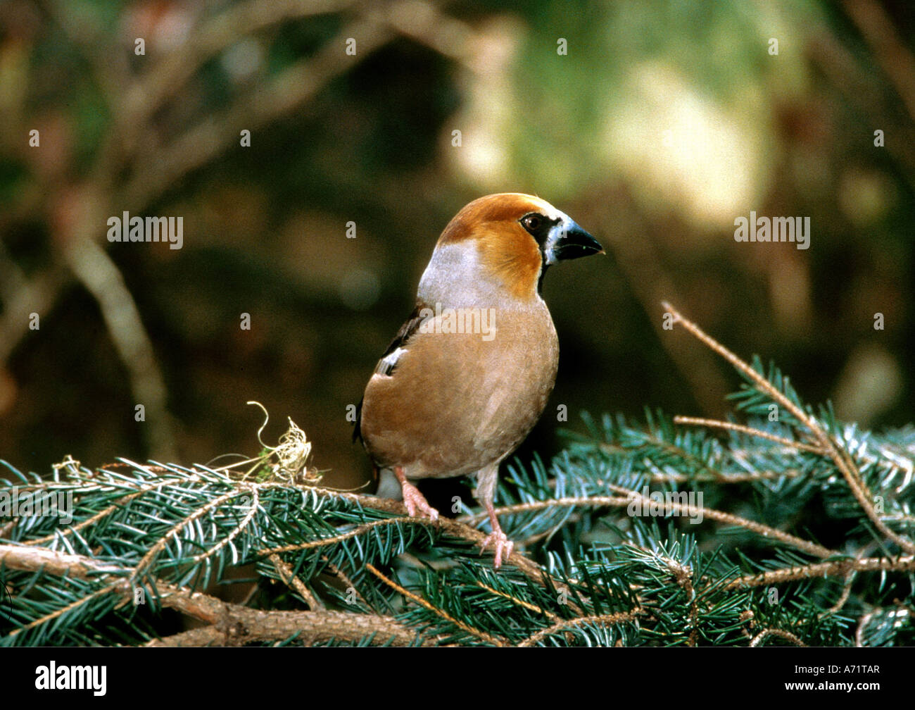 zoology / animals, avian / bird, Hawfinch, (Coccothraustes ...