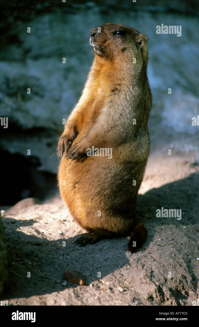 zoology / animals, mammal / mammalian, marmots, Alpine marmot, (Marmota ...