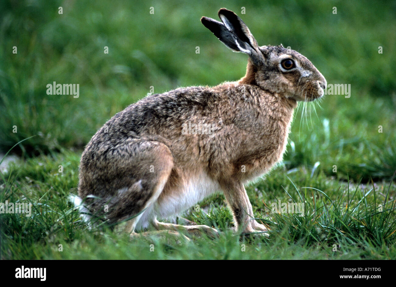 European rabbit australia hi-res stock photography and images - Alamy