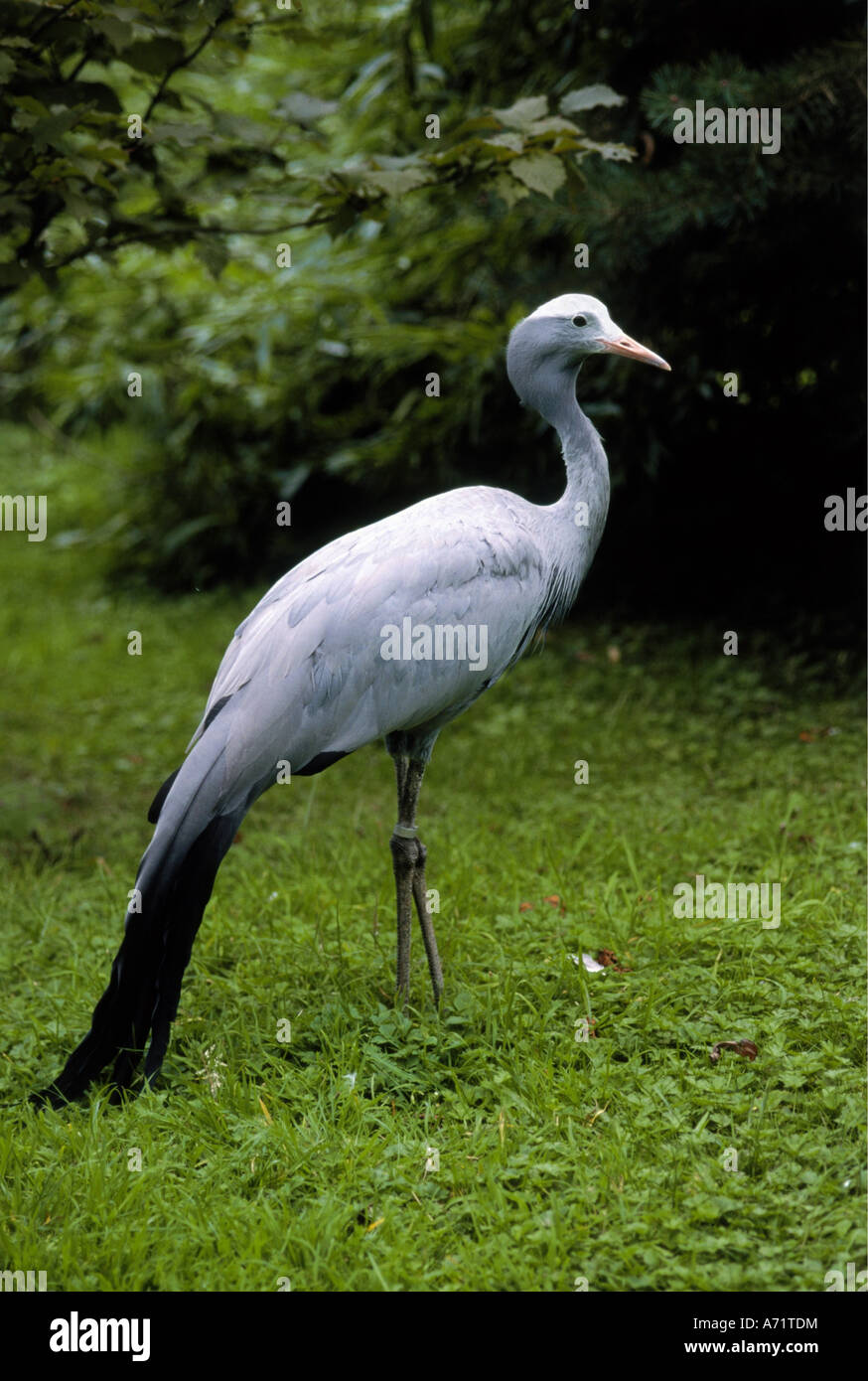 zoology / animals, avian / bird, Blue Crane, (Anthropoides paradisea ...