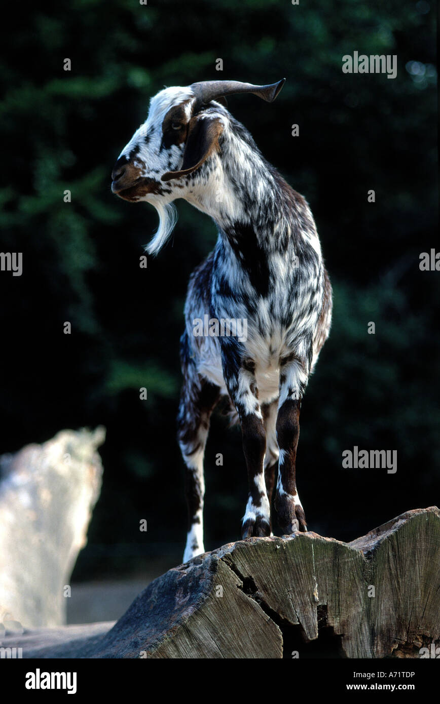 zoology / animals, mammal / mammalian, goats, Domestic goat, (Capra ...