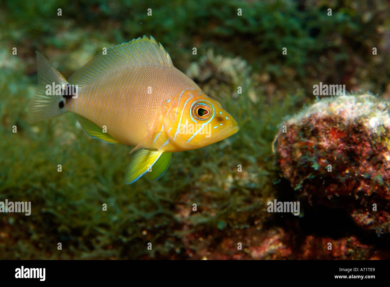 Blue hamlet fish hi-res stock photography and images - Alamy
