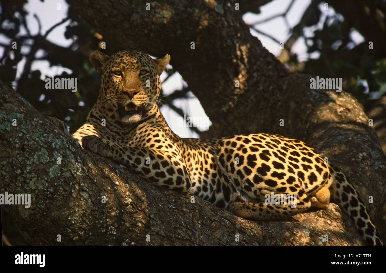 Leopard in tree Stock Photo - Alamy