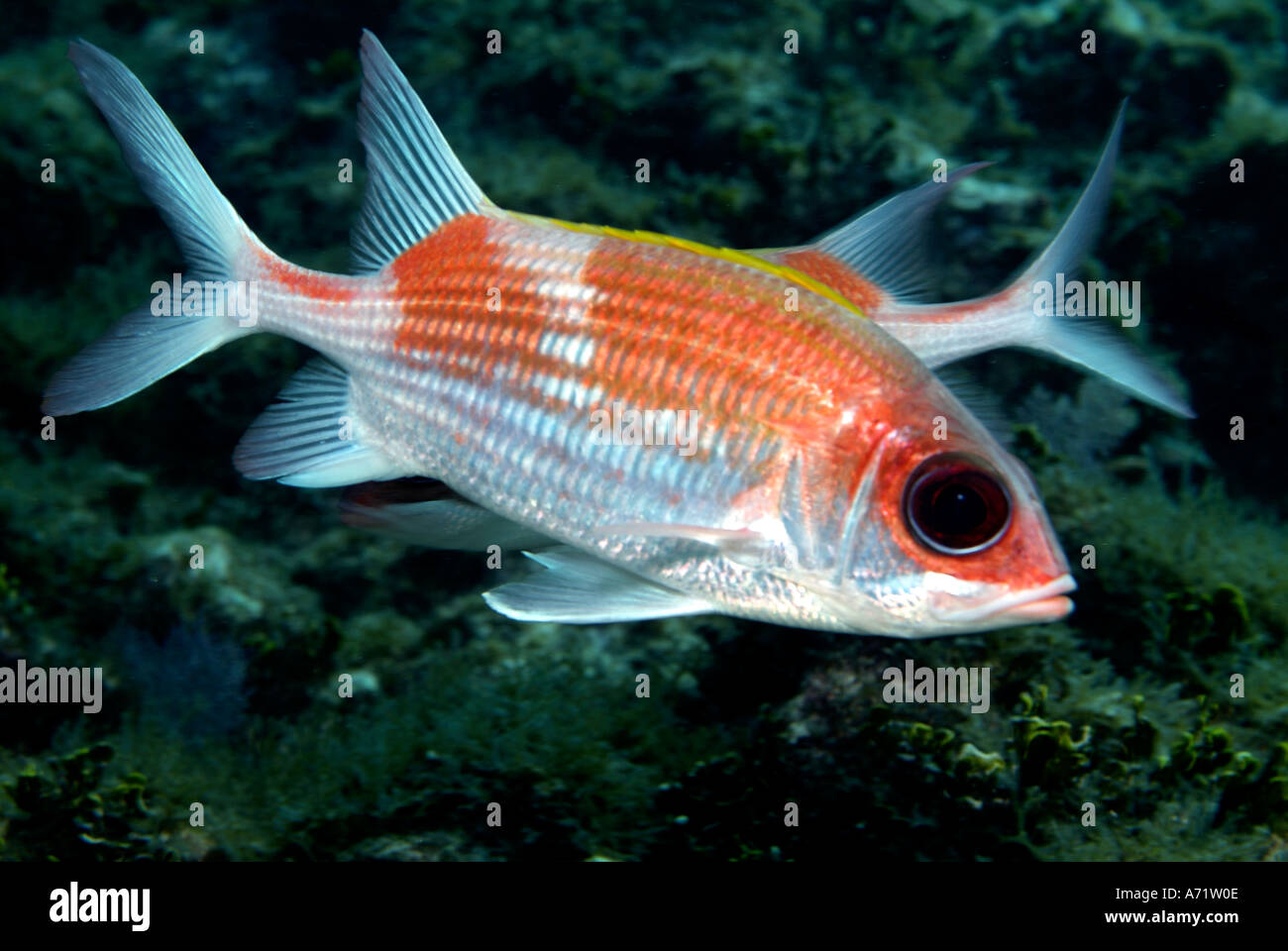 Squirrelfish in Florida Stock Photo - Alamy