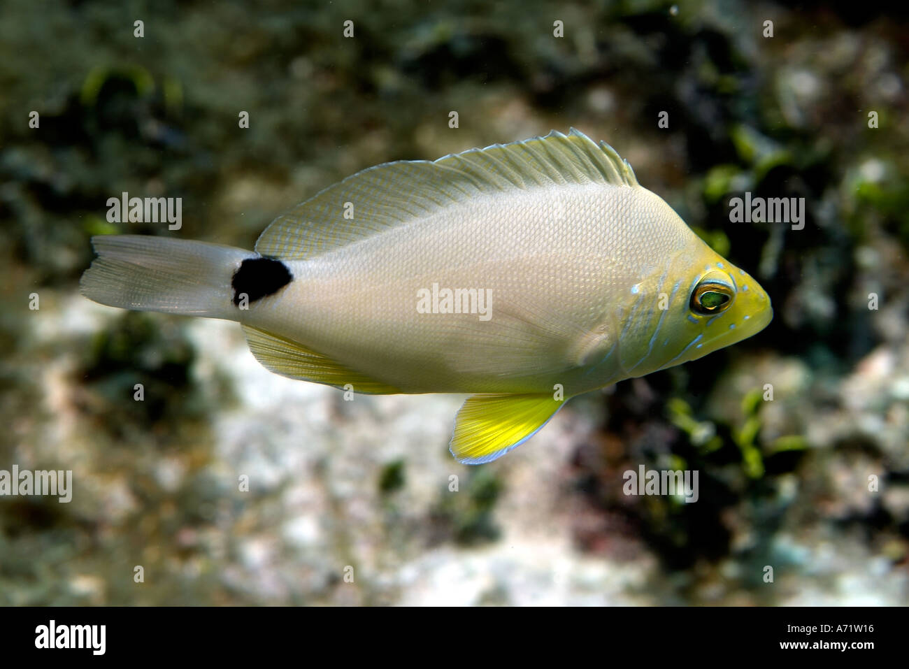 Blue hamlet fish hi-res stock photography and images - Alamy