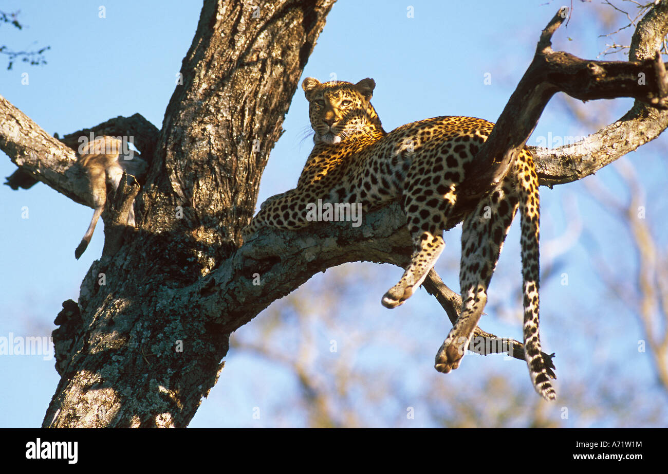 Leopard in tree Stock Photo - Alamy