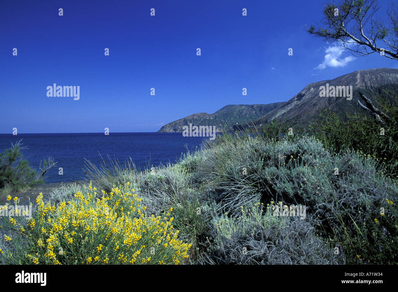Europe, Italy, Sicily, Eolian Islands, Volcano Island. Broom flowers in ...