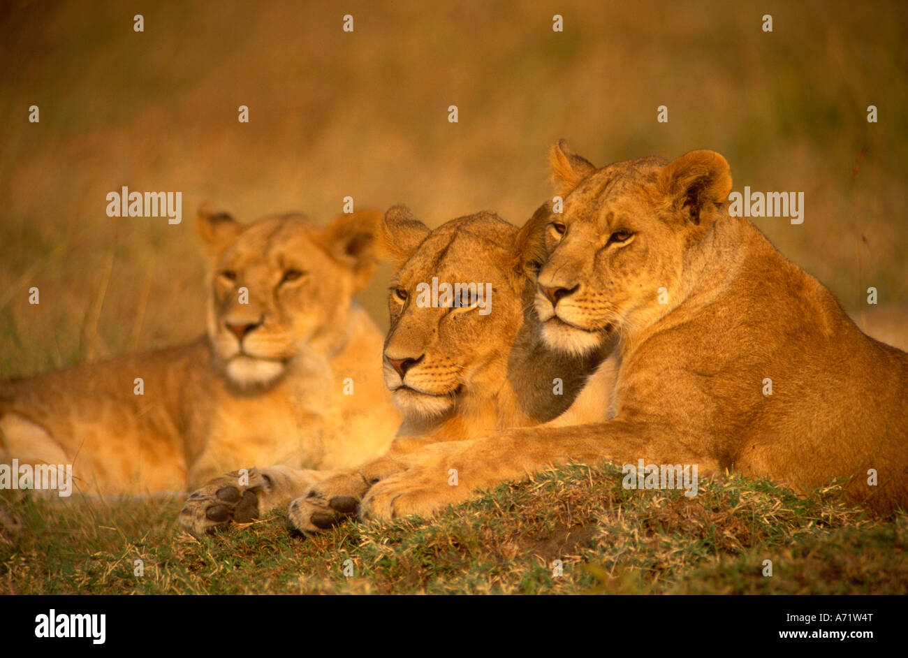 Three lion face hi-res stock photography and images - Alamy