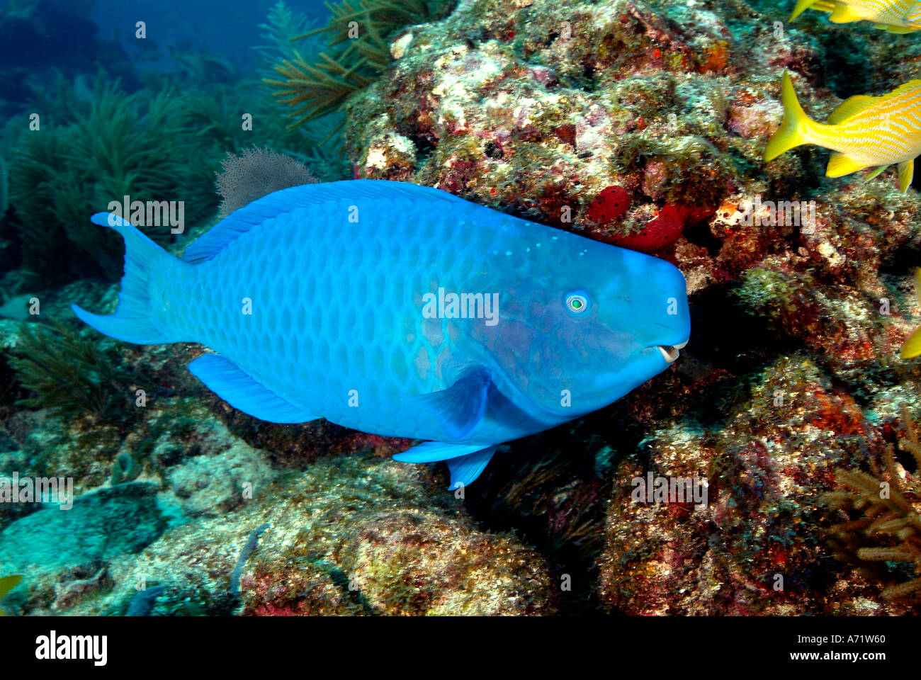 Big blue parrotfish in Florida Stock Photo - Alamy