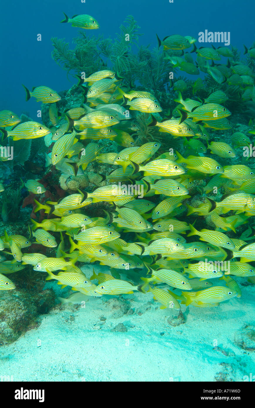 French grunts haemulon flavolineatum hi-res stock photography and ...