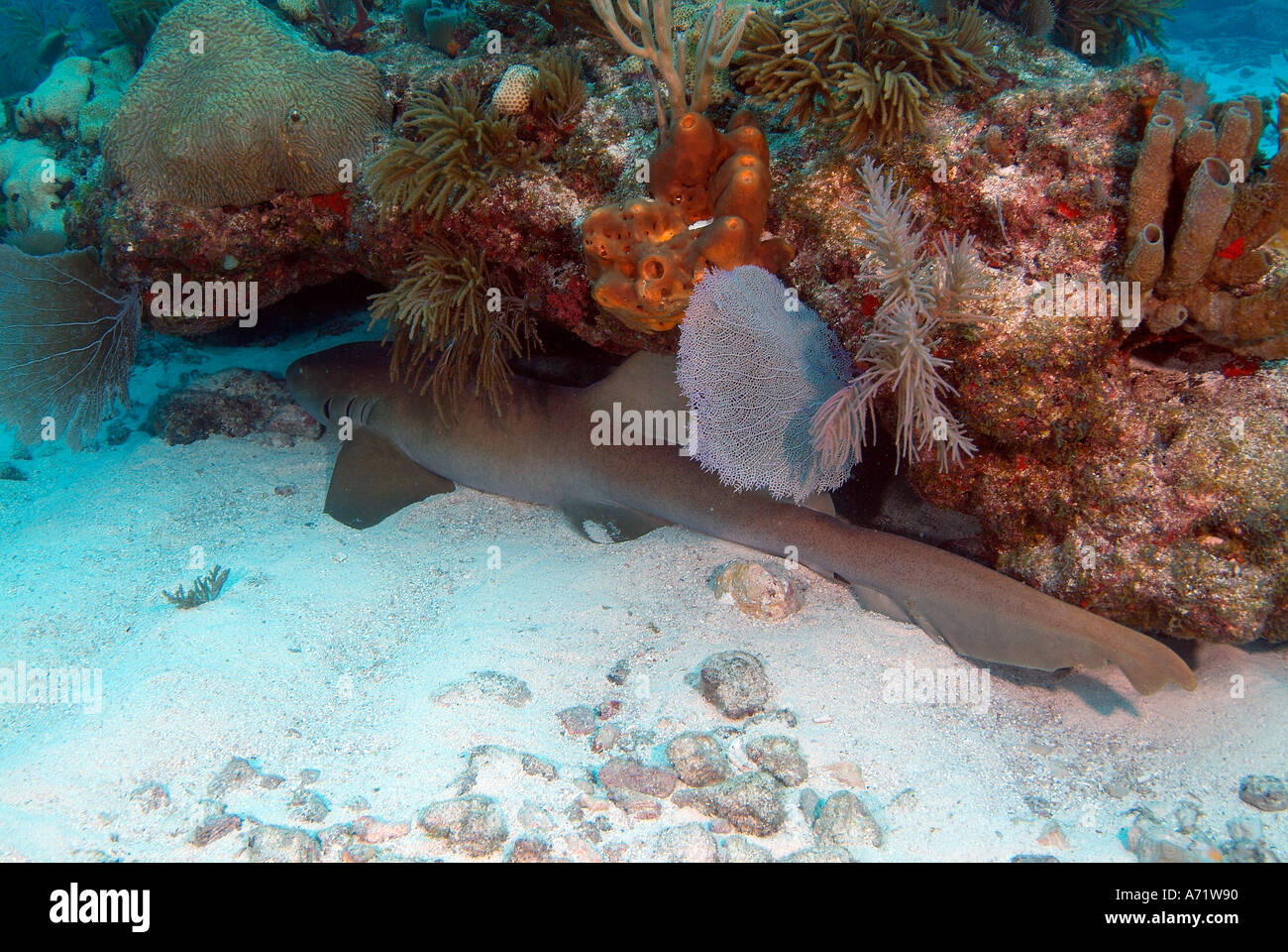 Shark underwater fish hiding hi-res stock photography and images - Alamy