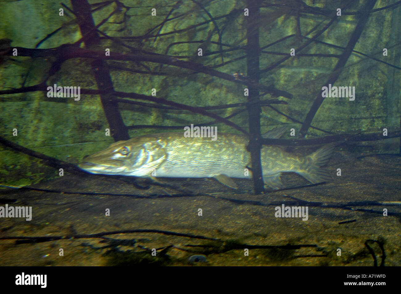 Pike fish swimming in London Aquarium London SE1 Stock Photo - Alamy