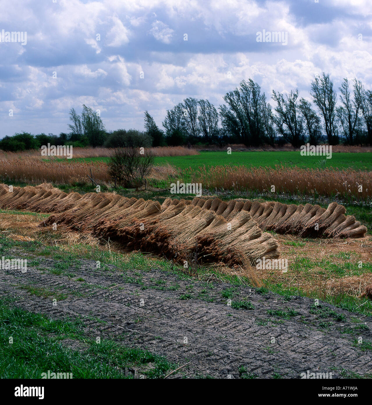Wicken tree hi-res stock photography and images - Alamy