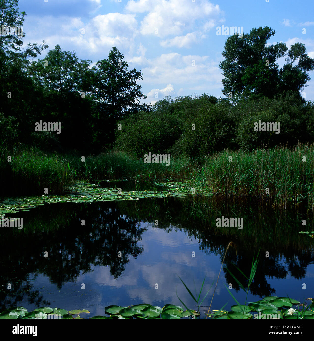 Wetland water lily hi-res stock photography and images - Alamy