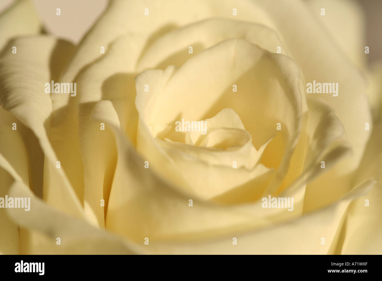 Cream rose hi-res stock photography and images - Alamy
