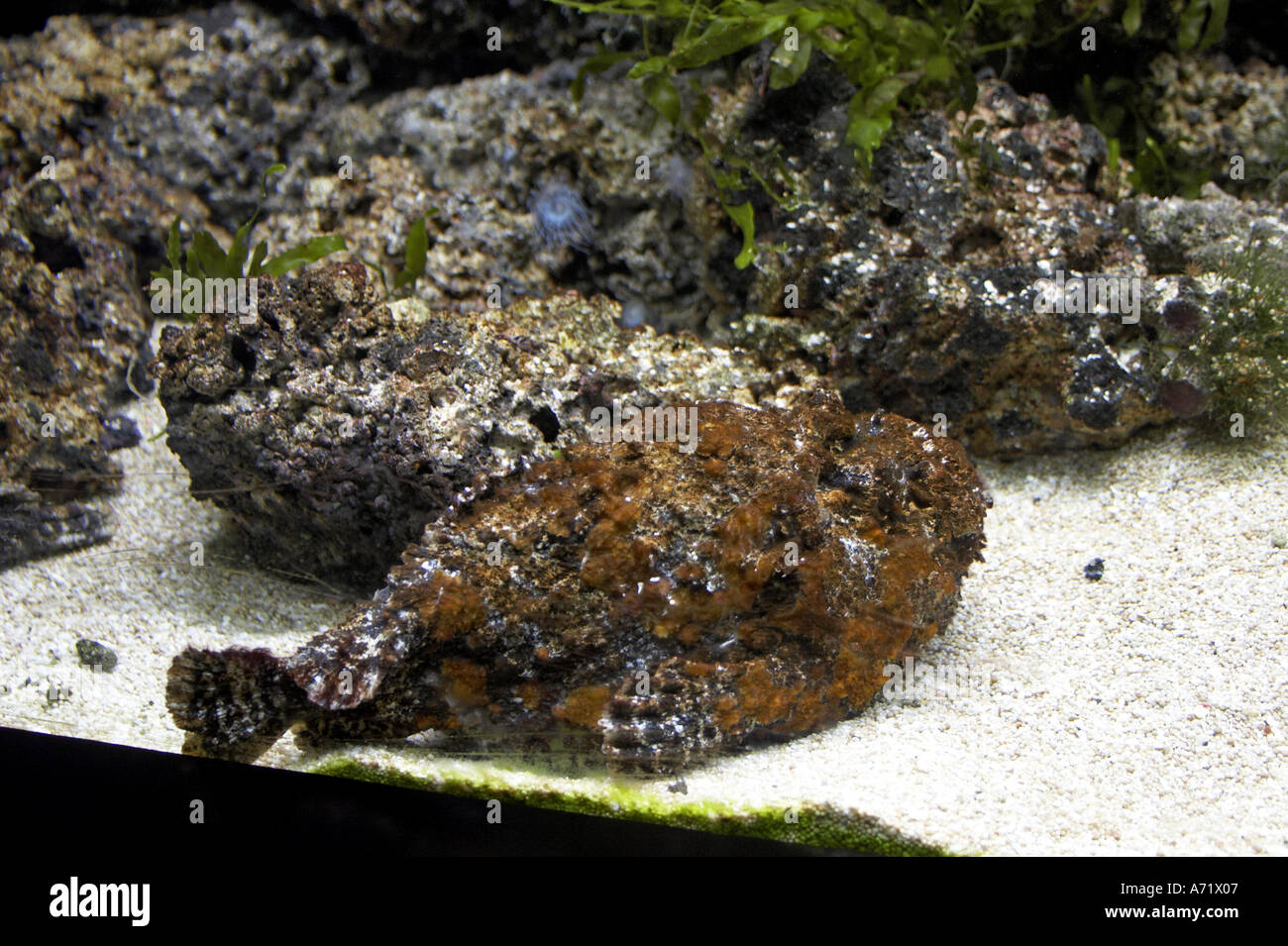 Poisons spined Stonefish Synanceia horrida swimming in London Aquarium ...