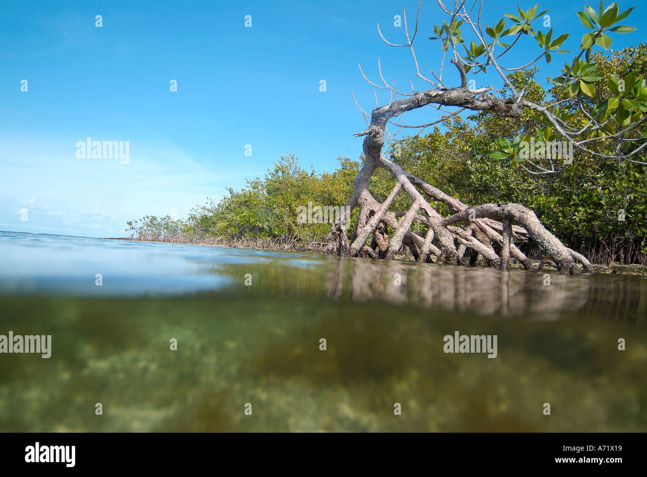 Mangrove in Florida Stock Photo - Alamy