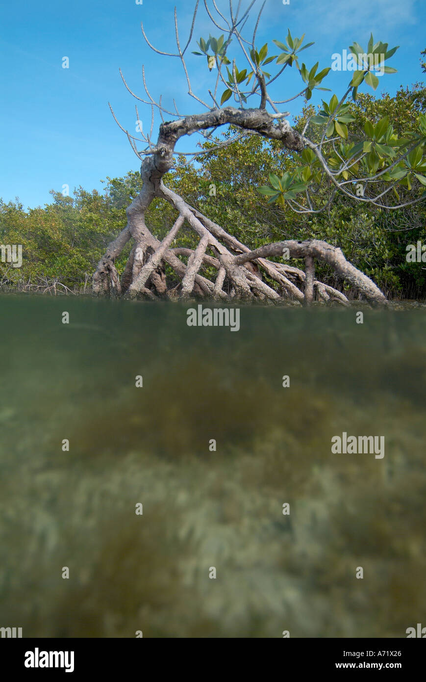 Mangrove in Florida Stock Photo - Alamy