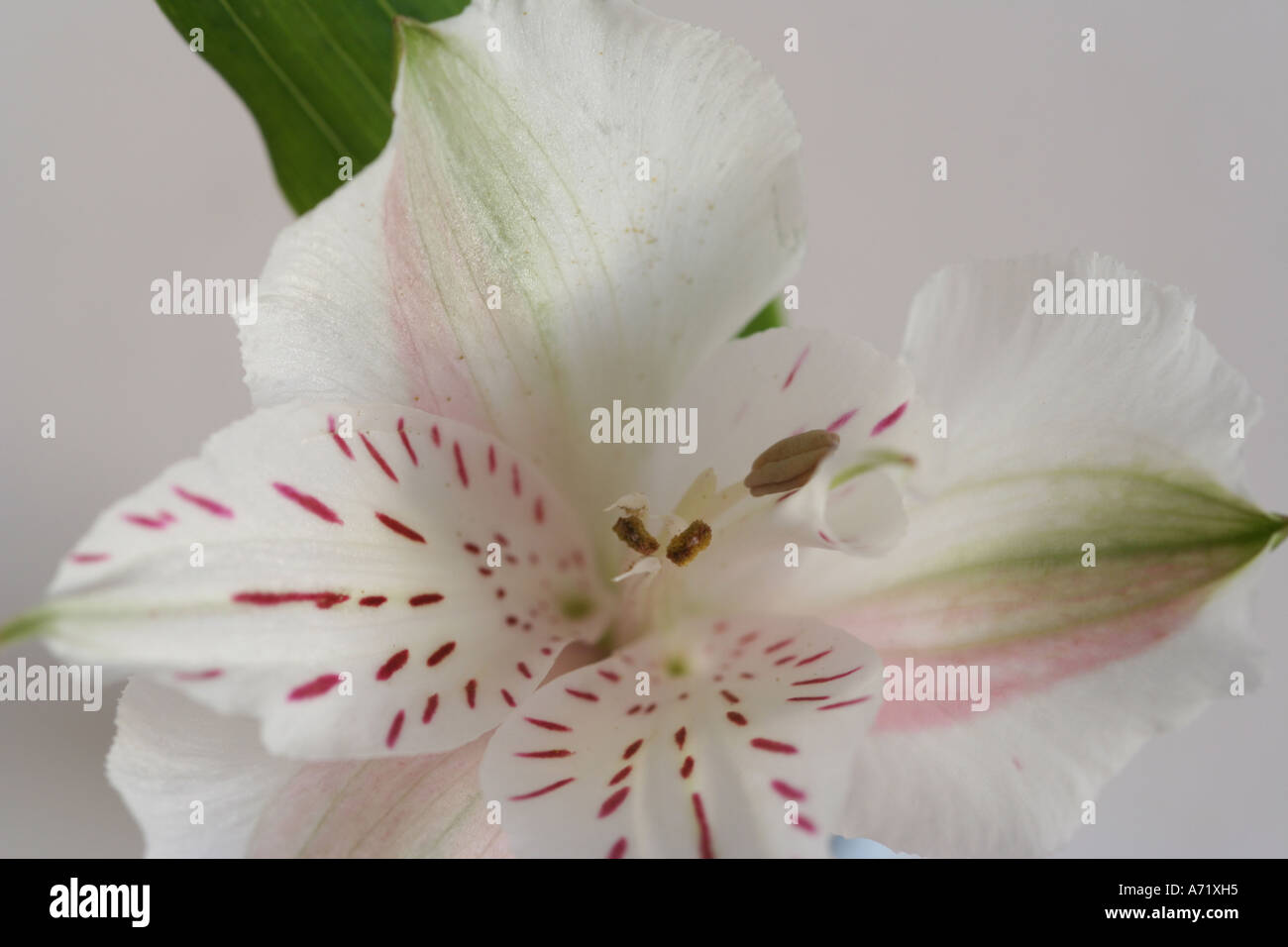white flower portrait Stock Photo - Alamy