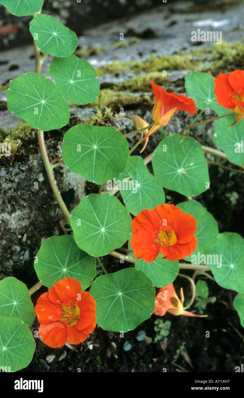red nasturtium Tropaeolum Stock Photo - Alamy