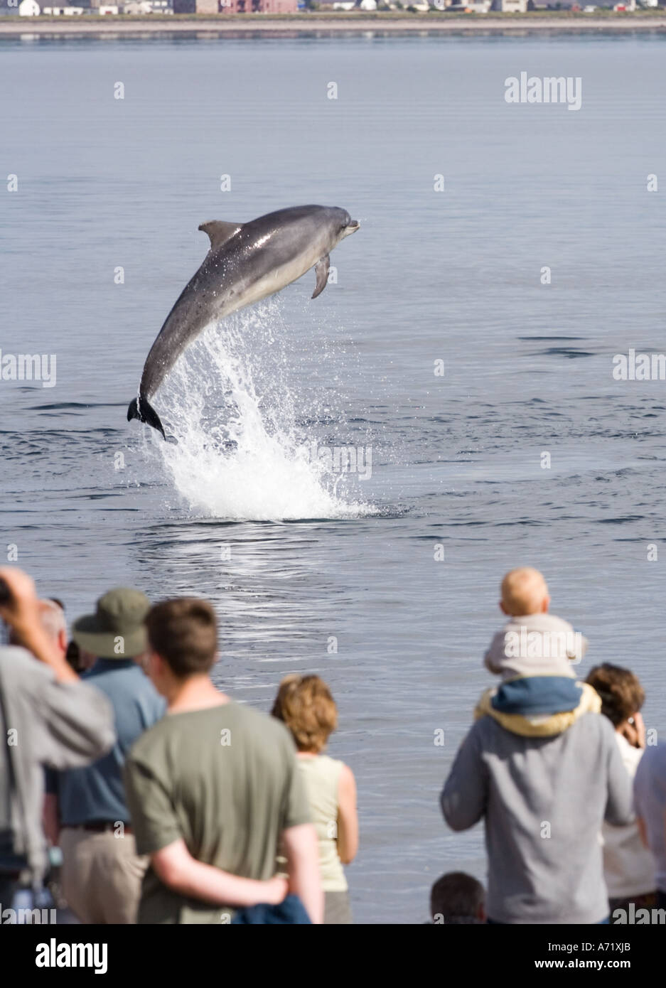 Moray Firth bottlenose dolphins breaching Stock Photo - Alamy