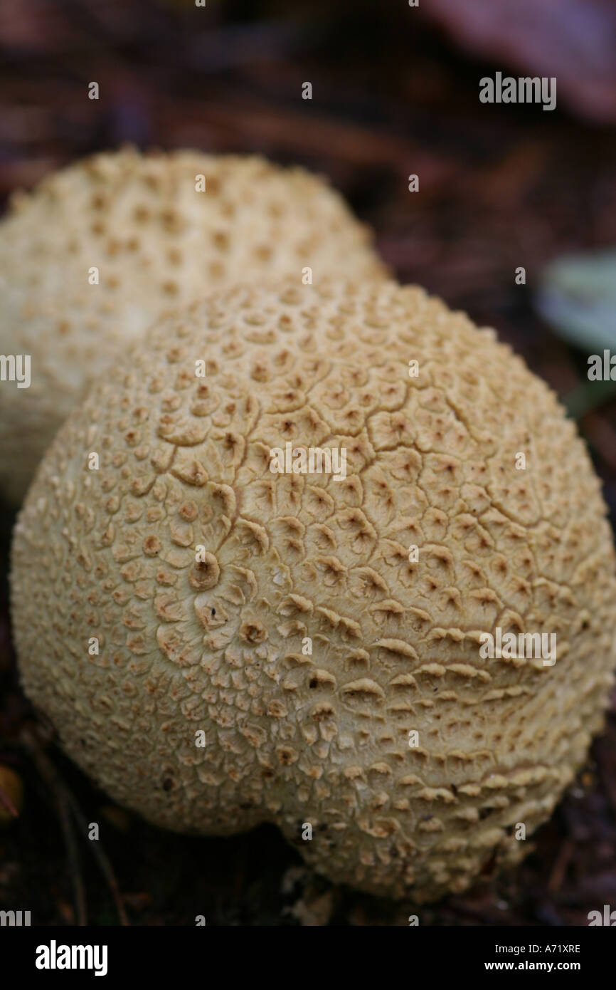 Stink horn mushroom hi-res stock photography and images - Alamy