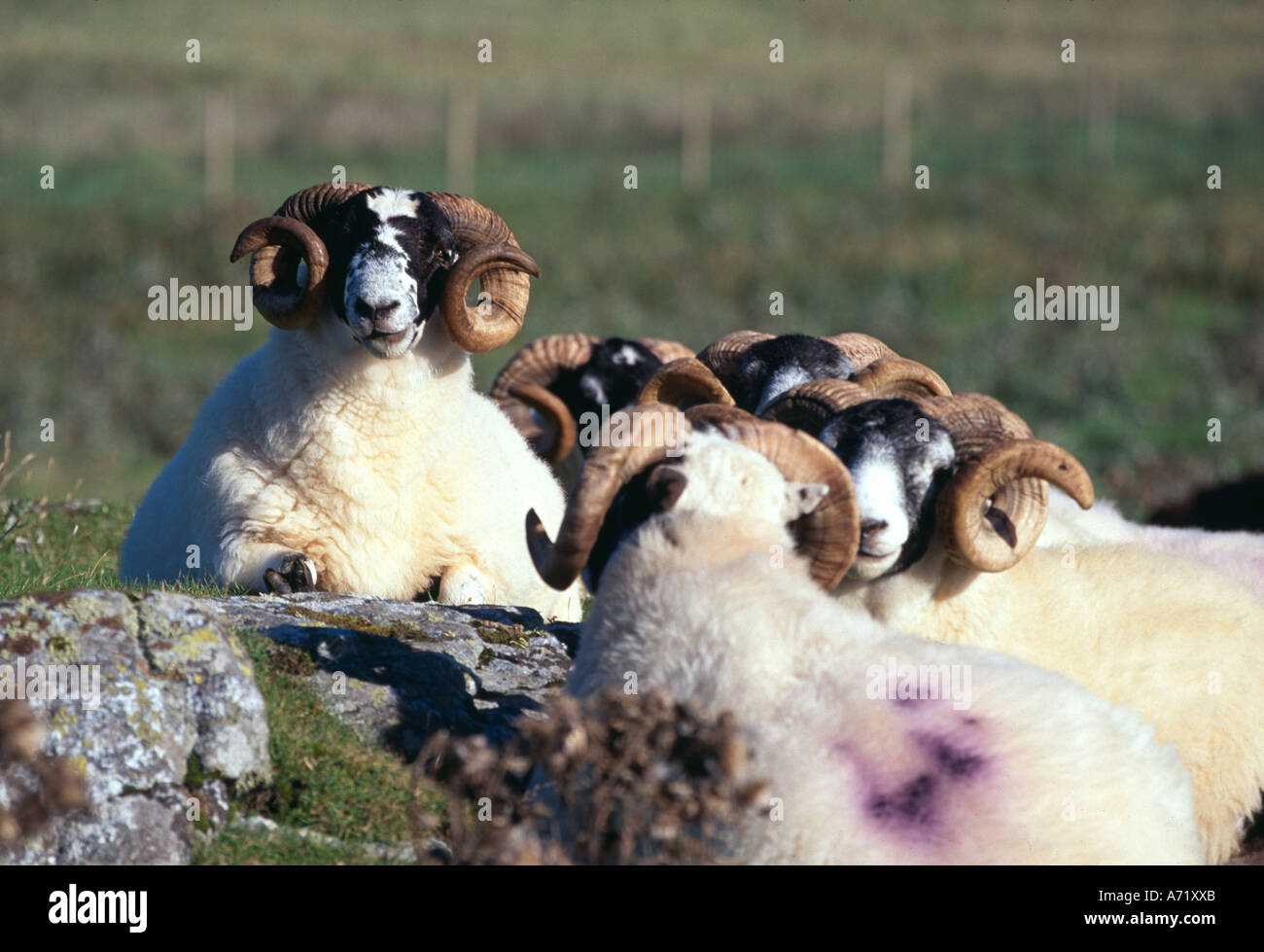 Group of rams sheep with one dominant ram on Isle of Coll Scotland Stock Photo - Alamy