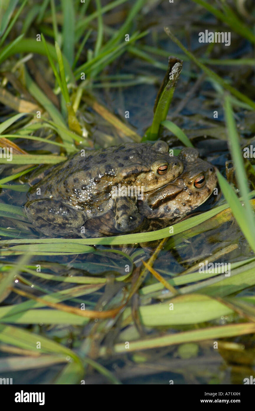 Common toads mating in pond, Staffordshire, UK Stock Photo - Alamy