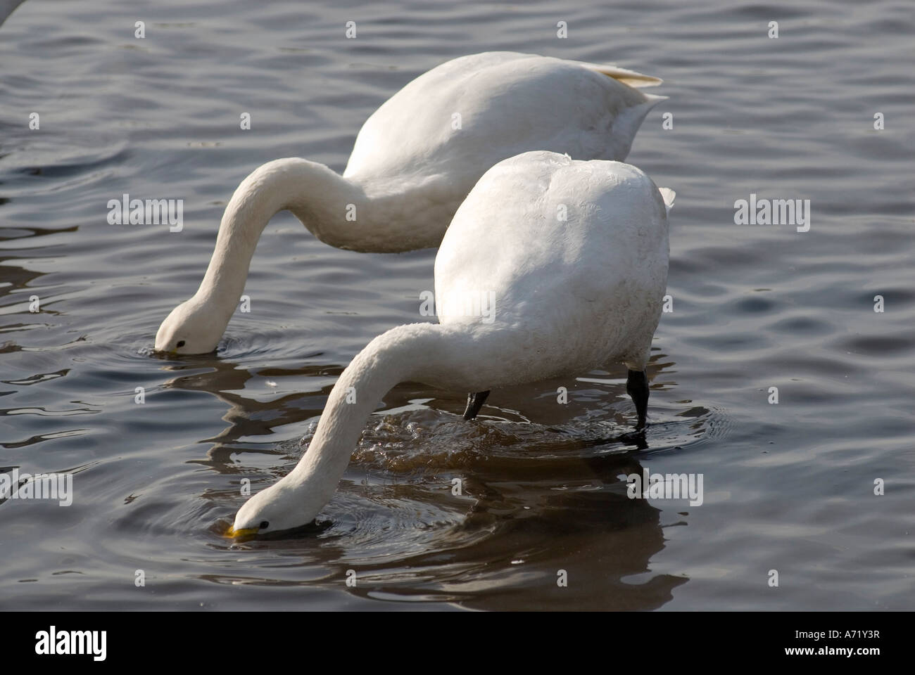 Two swan heads hi-res stock photography and images - Alamy