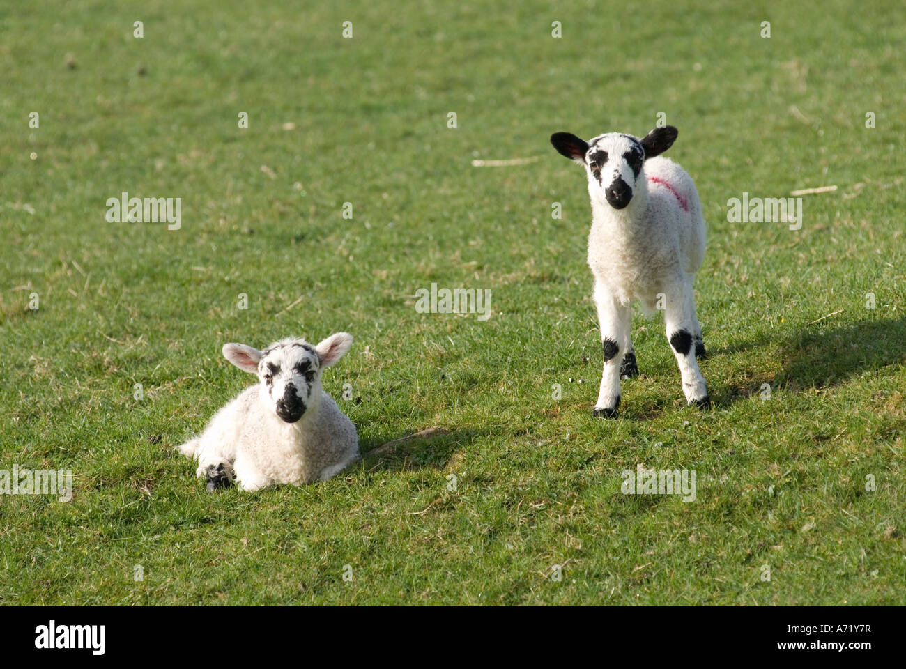 Two Spring Lambs Stock Photo - Alamy