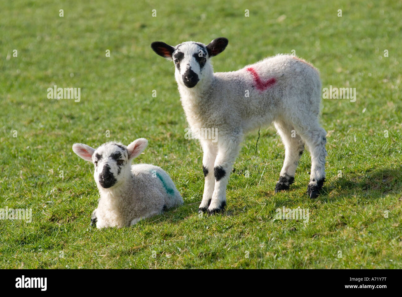 Two spring lambs Stock Photo - Alamy