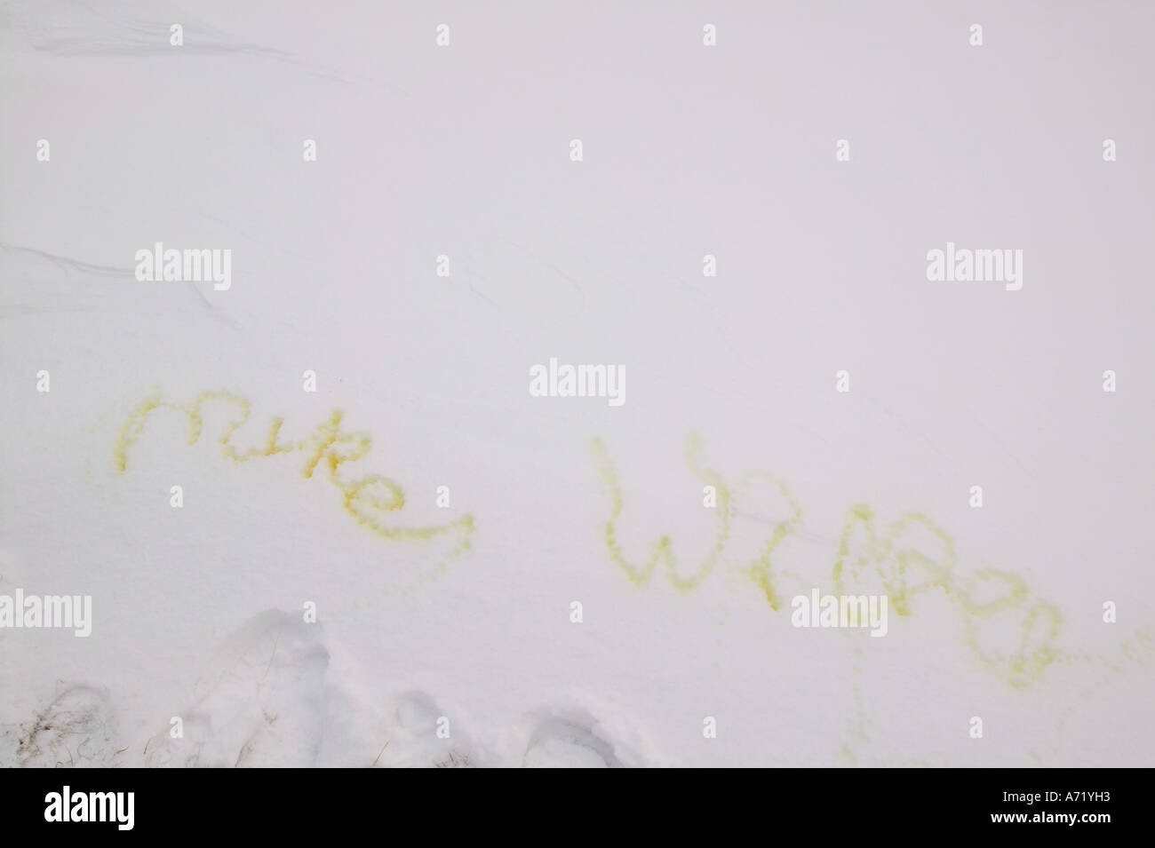 a name written in the snow by a man peeing Stock Photo - Alamy
