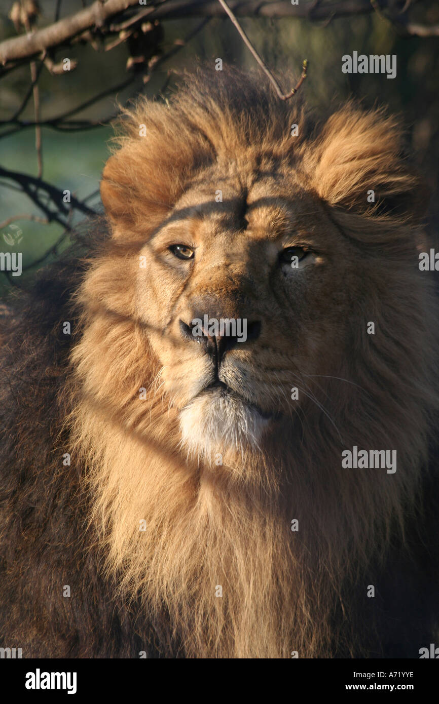 Asiatic king hi-res stock photography and images - Alamy
