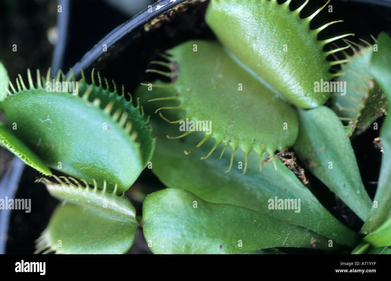 Venus fly trap Dionaea muscipula Stock Photo - Alamy