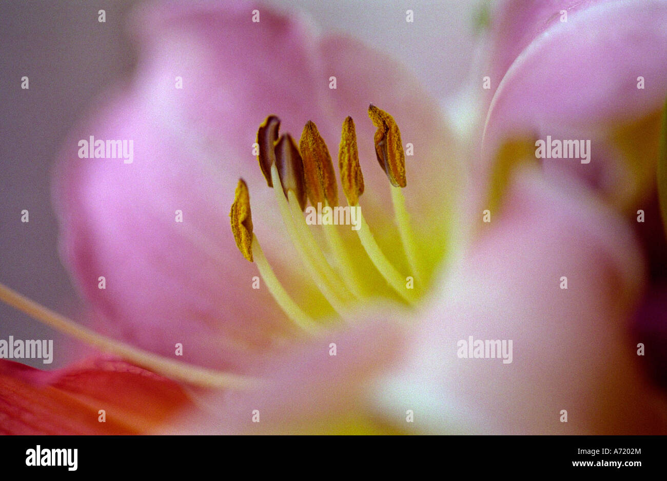 a pink lilly flower head Stock Photo - Alamy