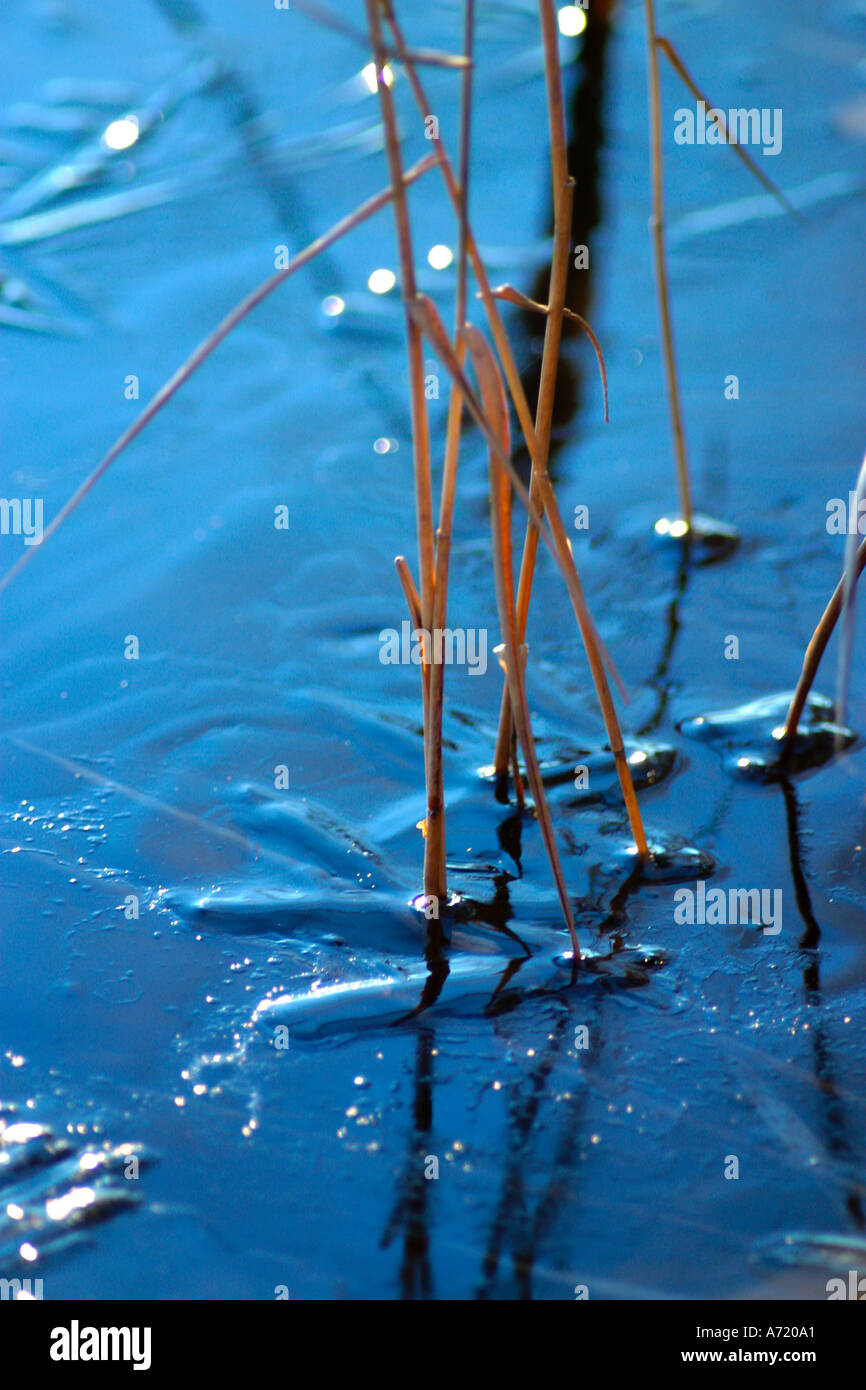 Small crest hi-res stock photography and images - Alamy