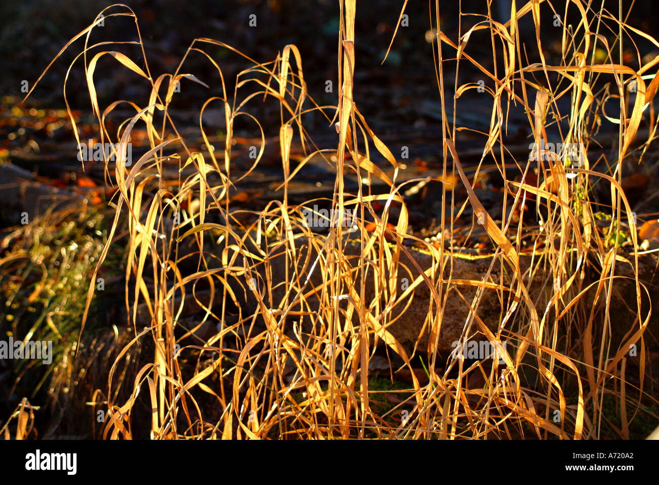 Gold grass growth nature plant plants sunny sunshine hi-res stock ...