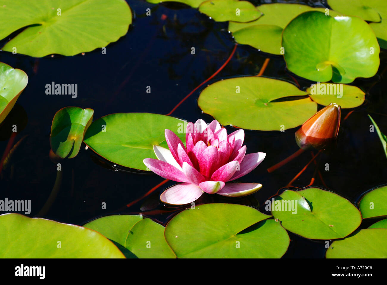 Floating nature on pond hi-res stock photography and images - Alamy