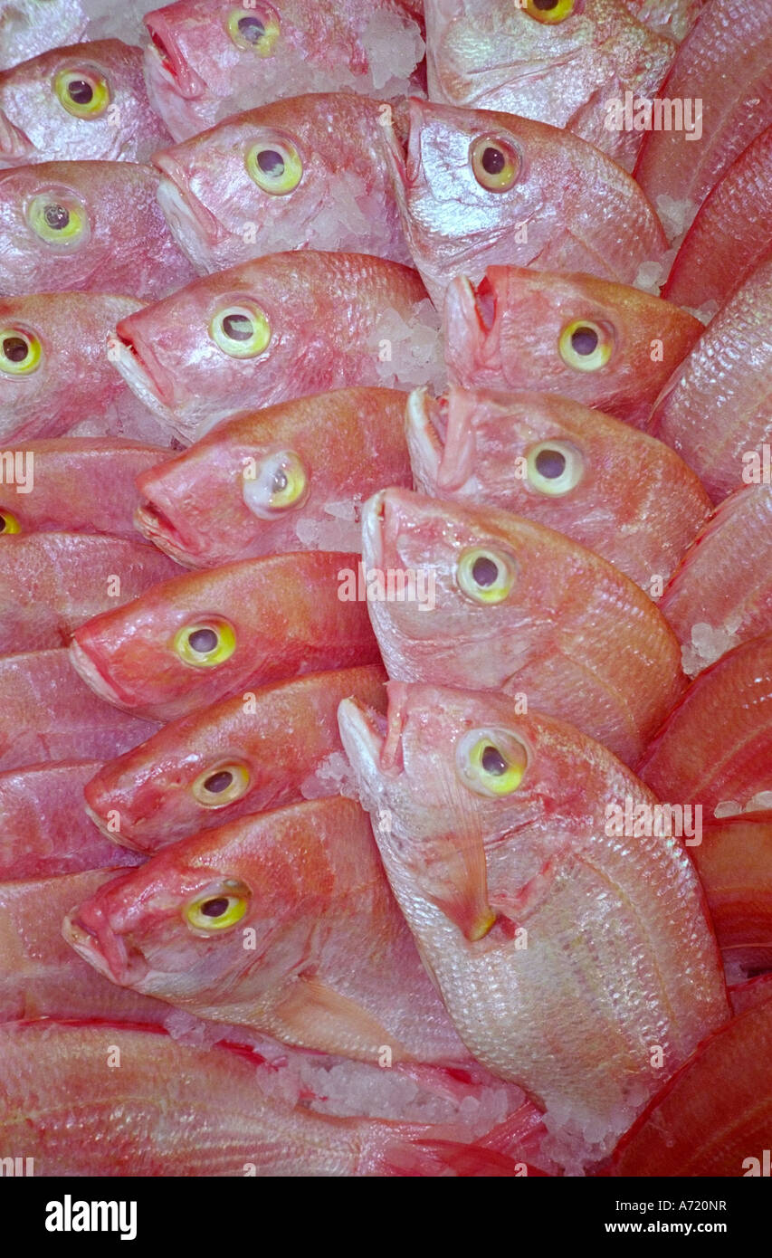 a red fish in a fish market in spain Stock Photo - Alamy