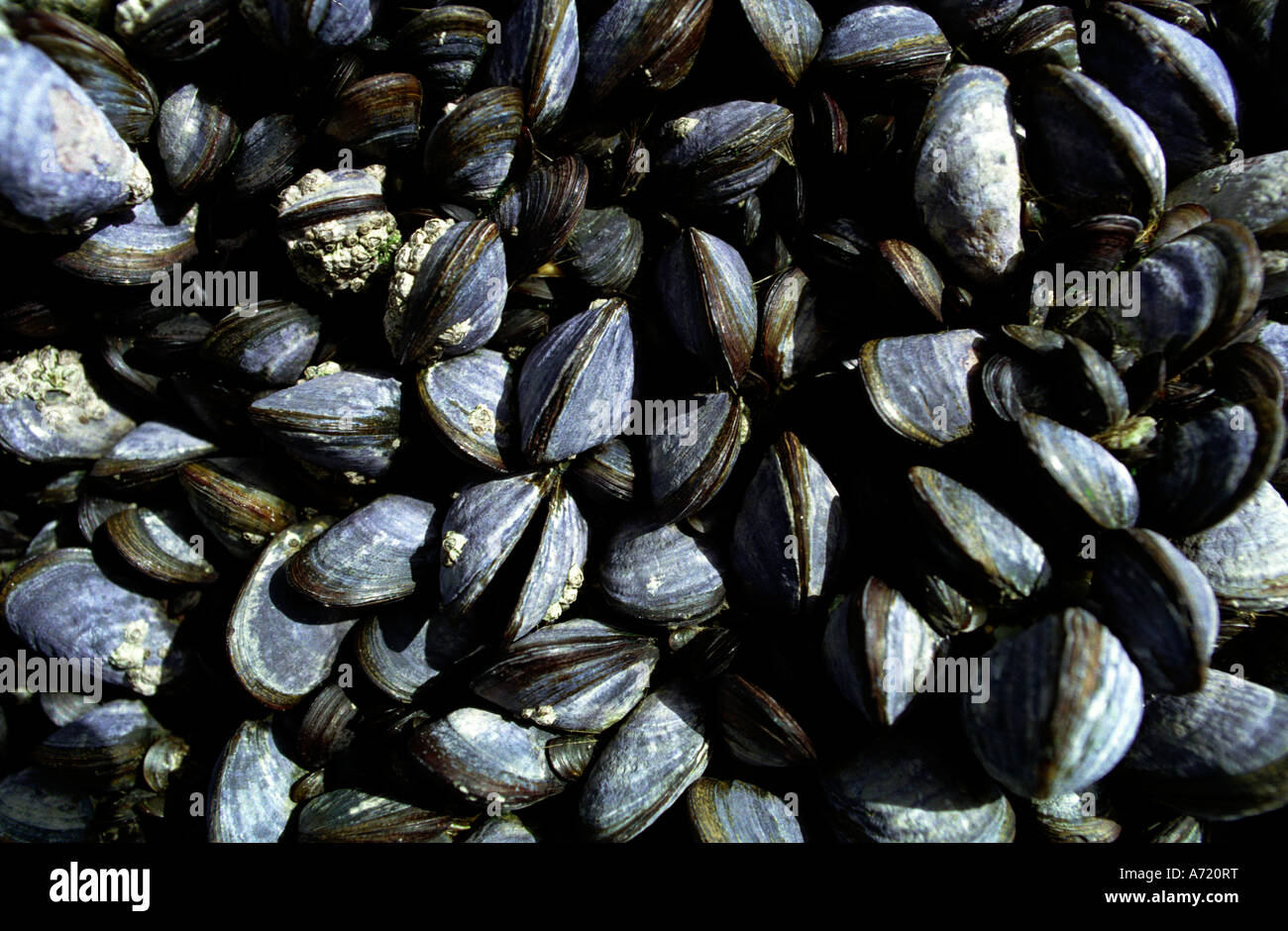 mussels on the beach in cornwall clinging onto the rocks Stock Photo ...