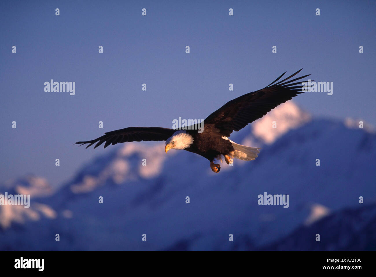 Bald eagle flying through sky hi-res stock photography and images - Alamy