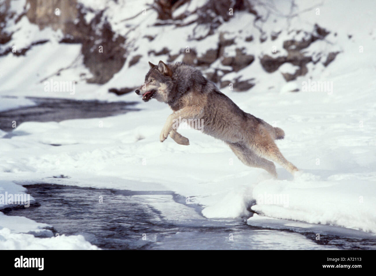 Leaping Iberian Wolf