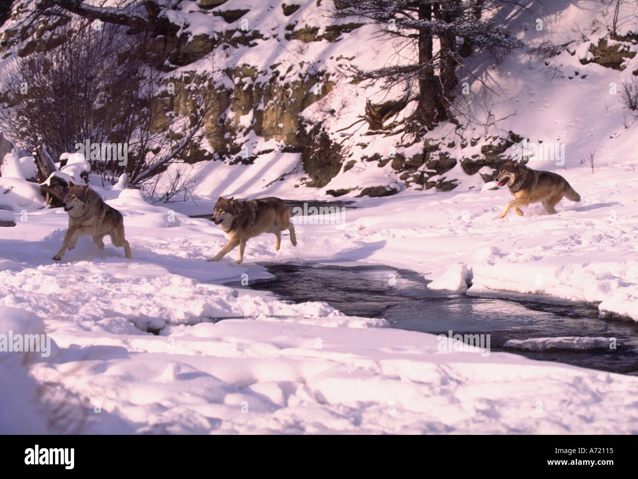 Wolves hunting group hi-res stock photography and images - Alamy