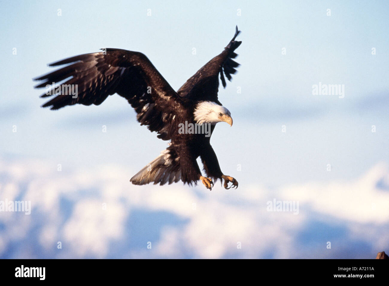 Eagle With Talons Outstretched Stock Photos & Eagle With Talons ...
