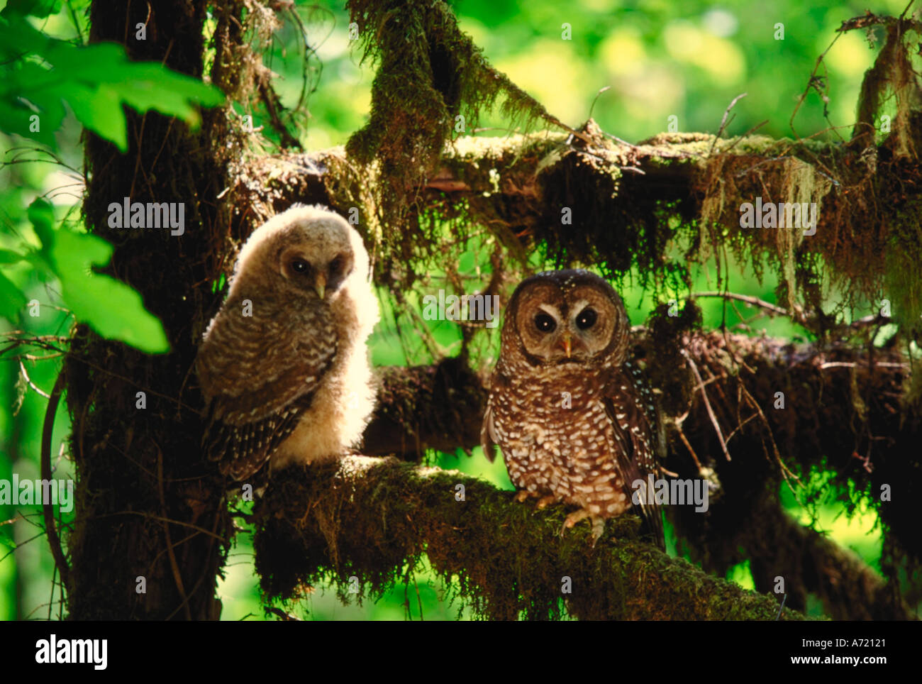 Owls sitting in tree hi-res stock photography and images - Alamy